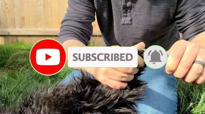 Top 5 Best Cat Nail Clippers 2025: A Comprehensive Review