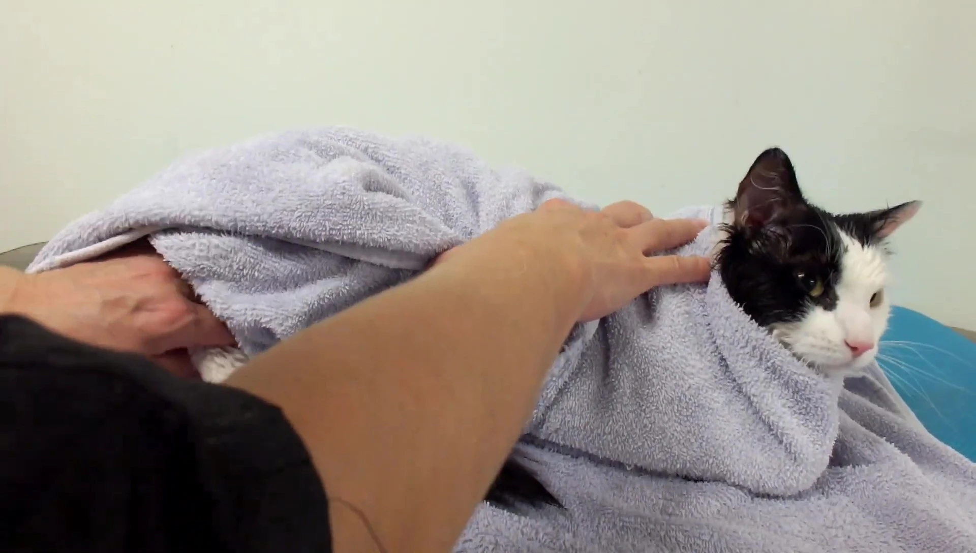 Stress-Free Cat Grooming: A Step-by-Step Guide for Beginners