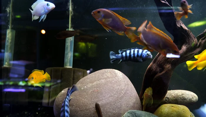 Sponge Filter vs. Internal Canister Filter: Which is Best for Your ...