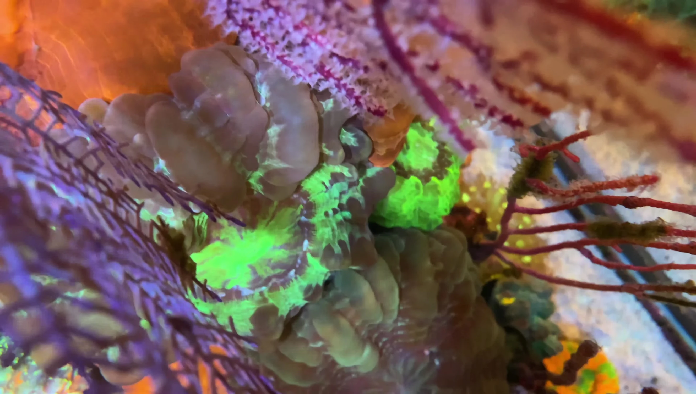 LPS Coral Care: The Ultimate Guide for Beginners