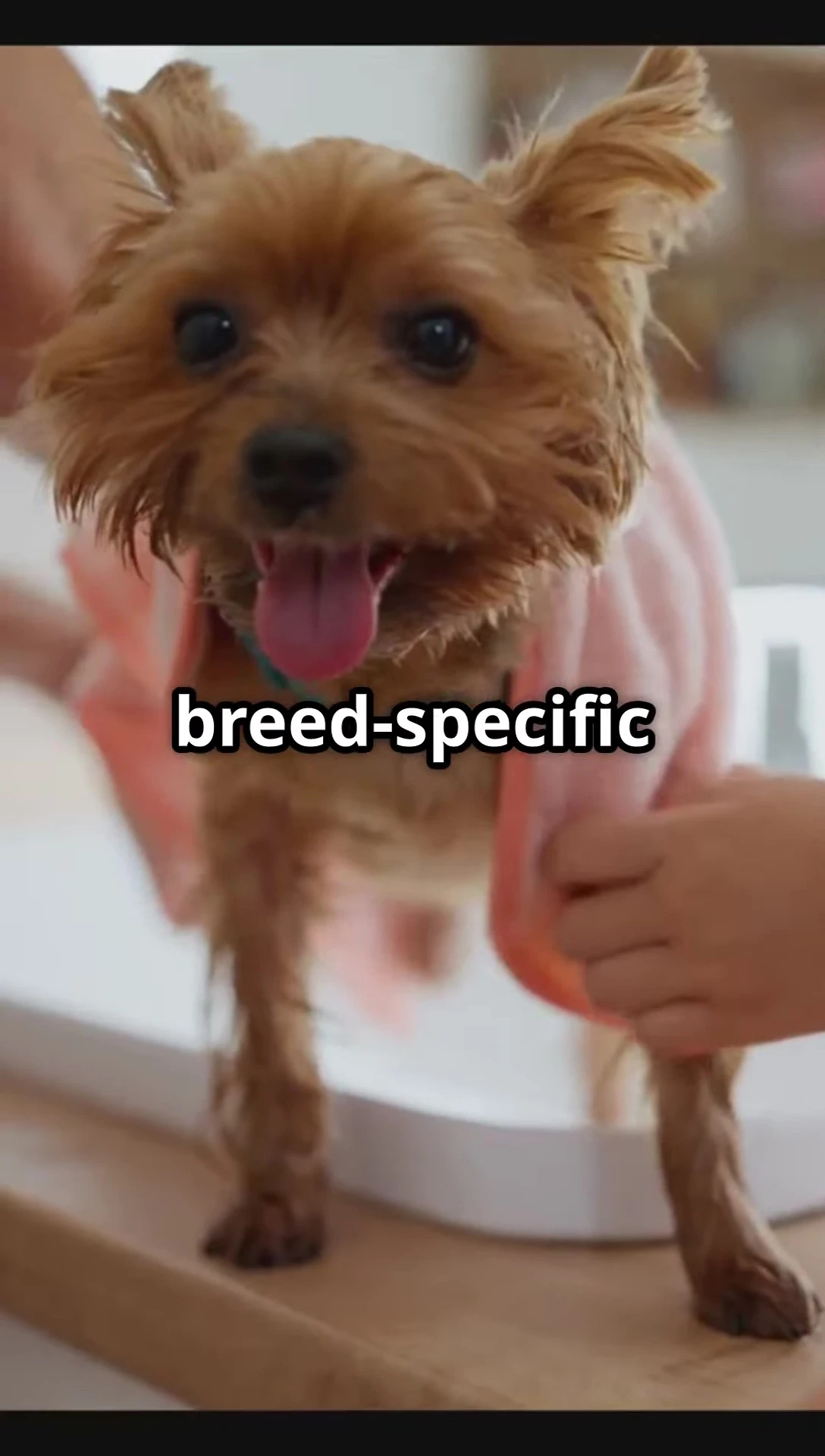 The Ultimate Guide to Bathing Your Dog or Cat: Frequency & Pro Tips