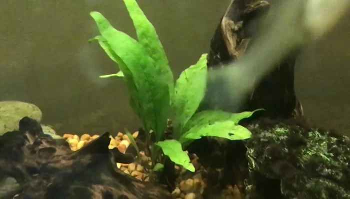 Top 10 Low-Maintenance Aquarium Plants: No Substrate Needed!