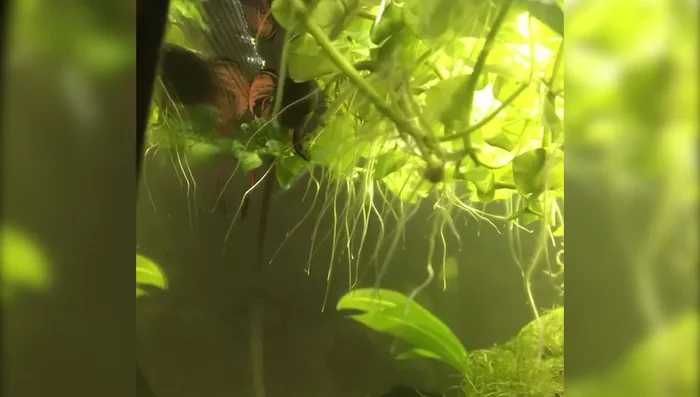 Top 10 Low-Maintenance Aquarium Plants: No Substrate Needed!