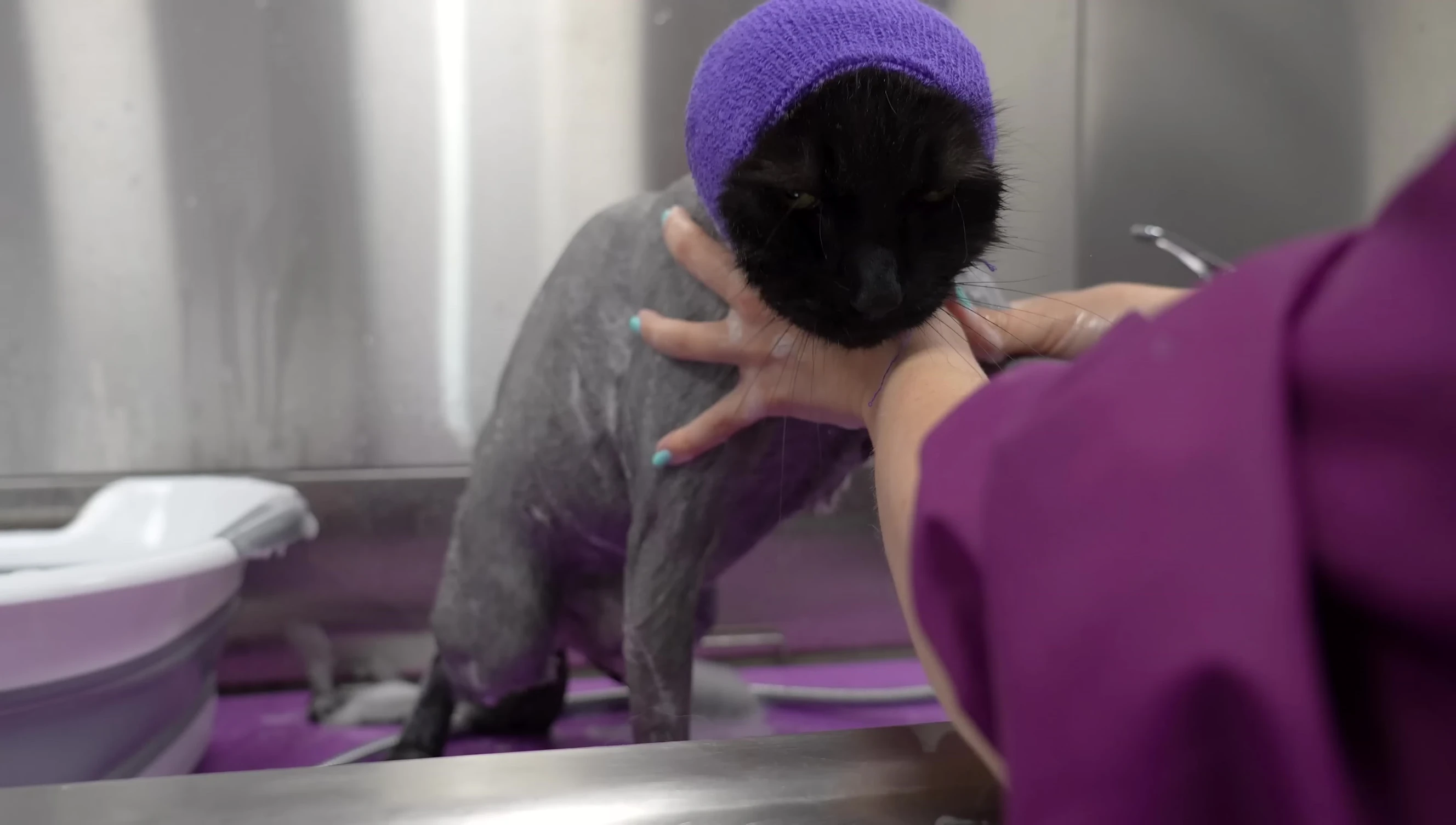 Stress-Free Cat Shaving: A Step-by-Step Guide for Double-Coated Cats